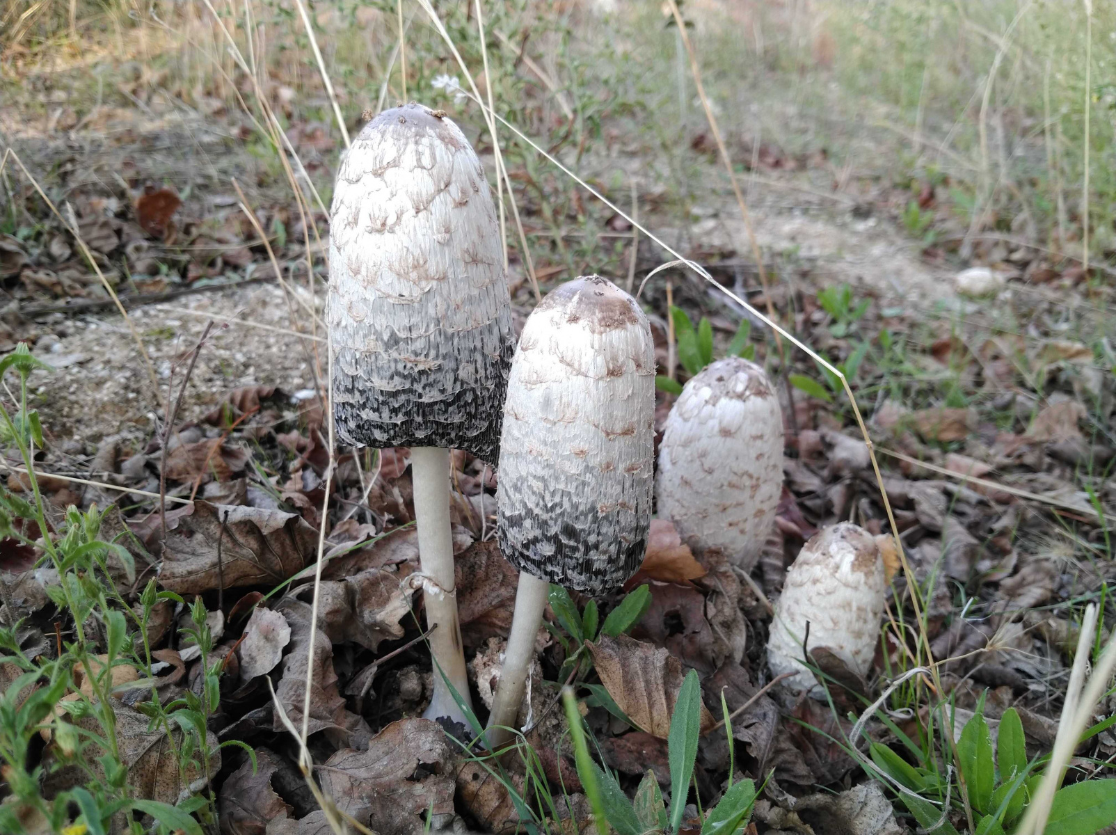 Tipos de setas comestibles - Más de 300 especies diferentes.